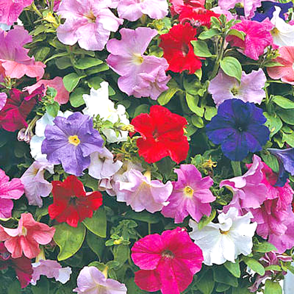 SPS Agro | Petunia Super Cascade Mix Seeds